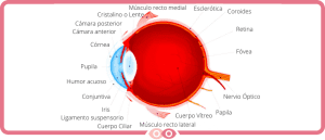 ¿Qué Es El Ojo Y Sus Partes? - Mi Mundo Visual