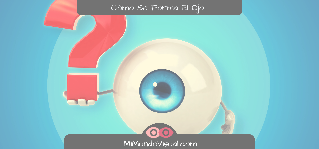 ¿Cómo Se Forma El Ojo? - Mi Mundo Visual