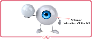 What Is The White Part Of Our Eyes Called? - Mi Mundo Visual