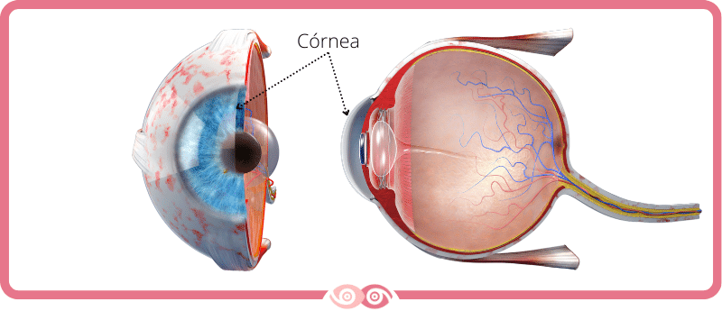 ¿Qué Es La Córnea Del Ojo? - Mi Mundo Visual