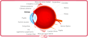 ¿Qué Es La Córnea Del Ojo? - Mi Mundo Visual